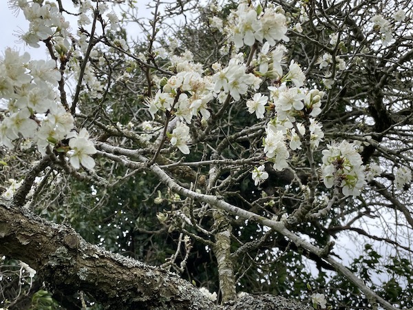 Pears and heirs - Pilgrim House